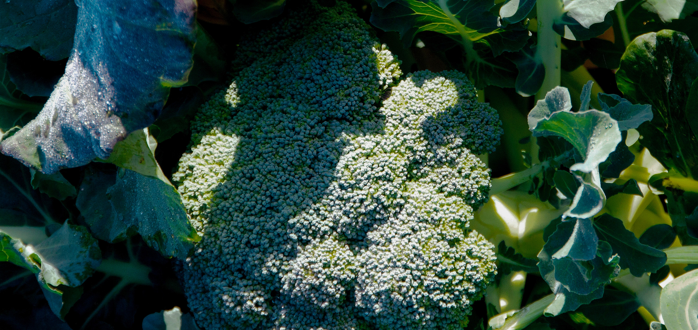 Amy's Kitchen - Vegan Broccoli & Cheeze Bake