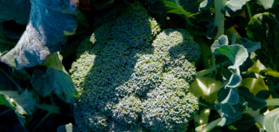 Amy's Kitchen - Vegan Broccoli & Cheeze Bake